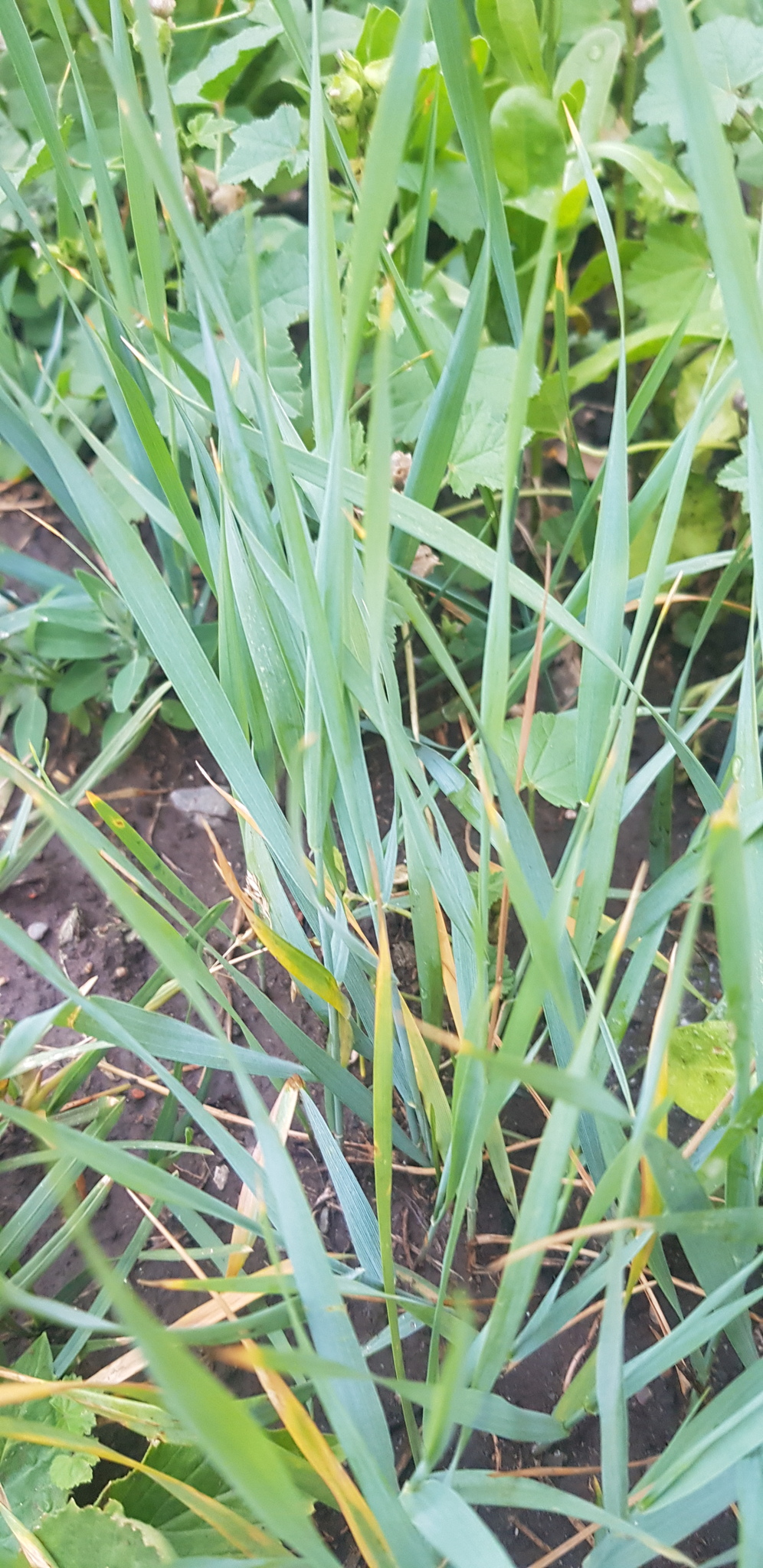 Leymus chinensis (Trin.) Tzvelev