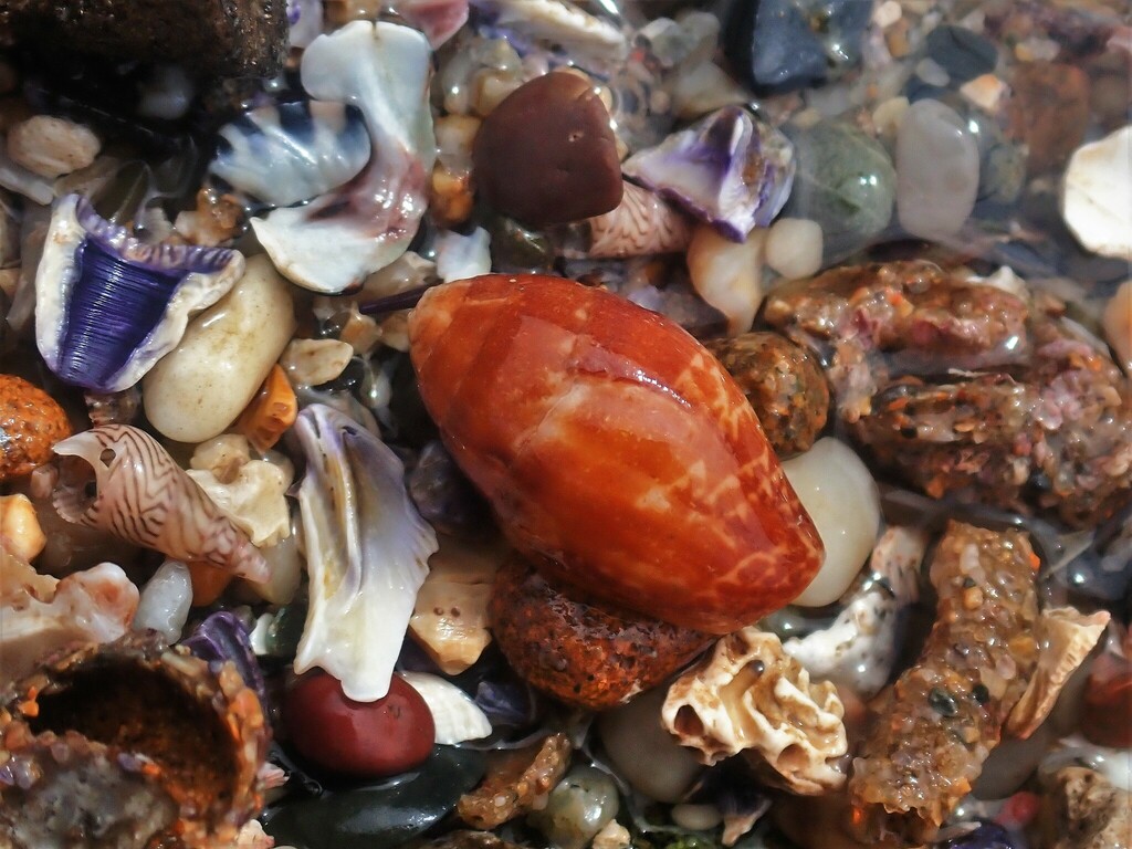 Pyrene punctata from Angourie NSW 2464, Australia on July 25, 2022 at ...