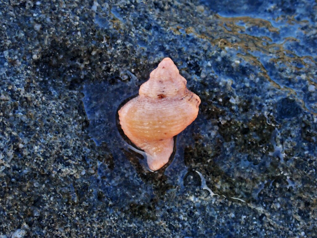 Mipus arbutum from Woody Head NSW 2466, Australia on July 26, 2022 at ...