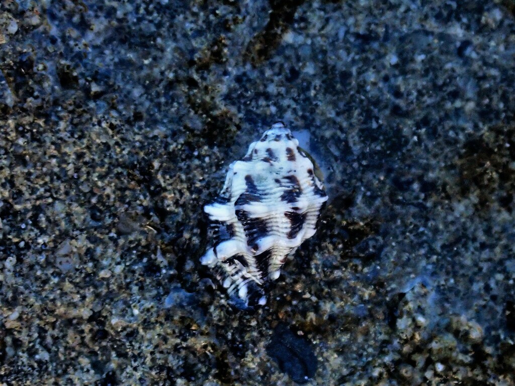 Morula from Woody Head NSW 2466, Australia on July 26, 2022 at 09:11 AM ...