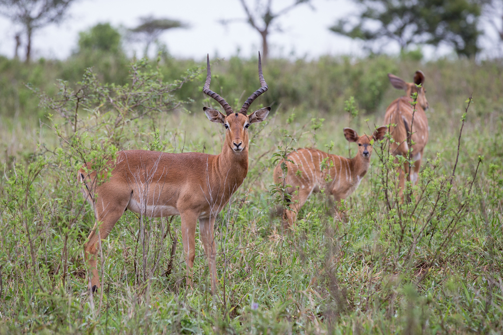 Common Impala from North Uthungulu, South Africa on December 24, 2021 ...