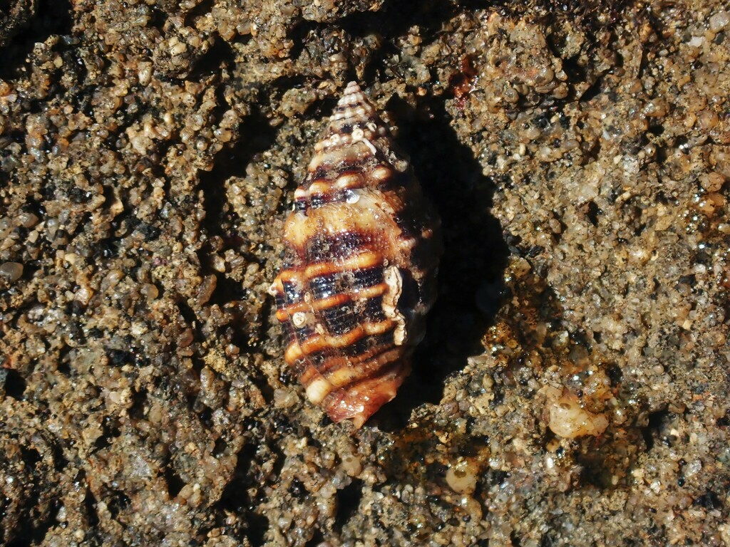 Pseudo-almond Purple from Woody Head NSW 2466, Australia on July 26 ...
