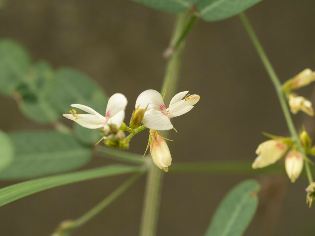 Dahurian lespedeza from peking university on June 26, 2022 at 03:06 PM ...