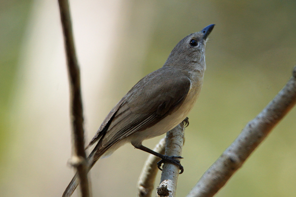 Grey Whistler from Middle Point NT 0822, Australia on July 12, 2018 at ...