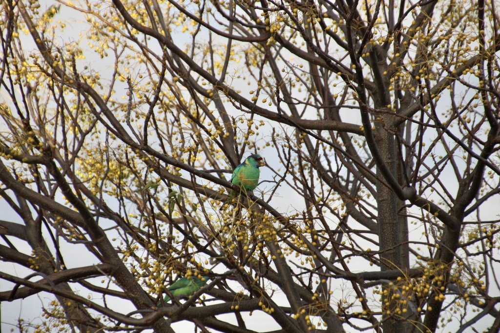 Mallee Ringneck from Browns Rd, Monarto, SA, AU on 26 July, 2022 at 05: ...