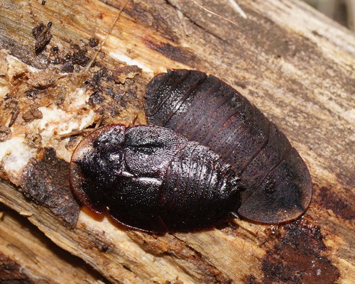 Laxta friedmani · iNaturalist United Kingdom