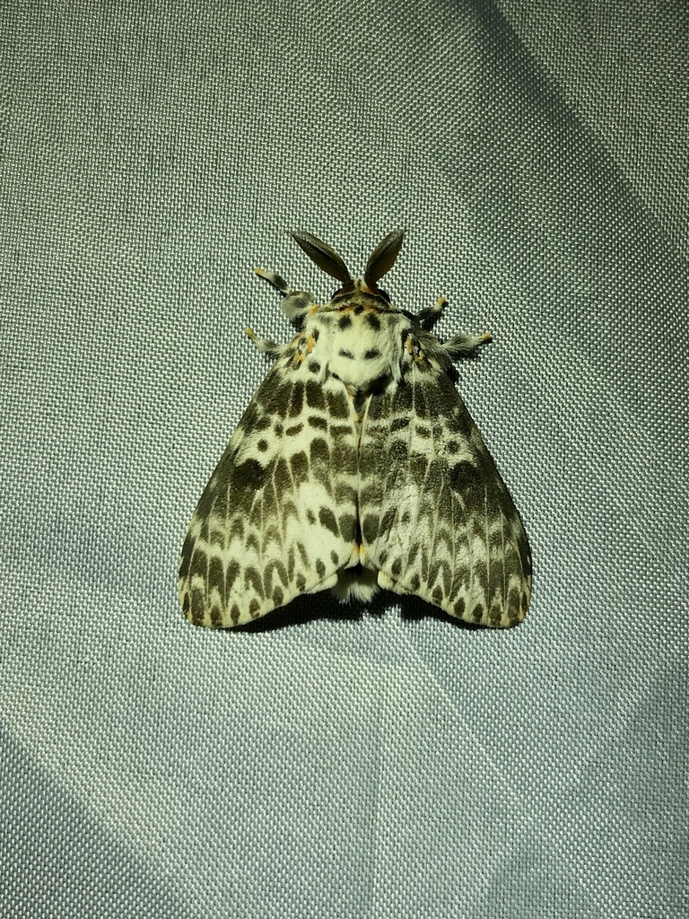 Pink Lymantria Moth from Ma On Shan, Hong Kong on July 25, 2022 at 09: ...