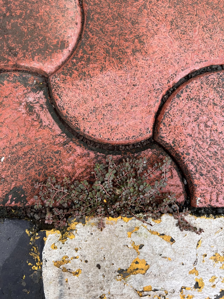 Red Caustic-creeper from Bandra Road, Mumbai, MH, IN on July 25, 2022 ...