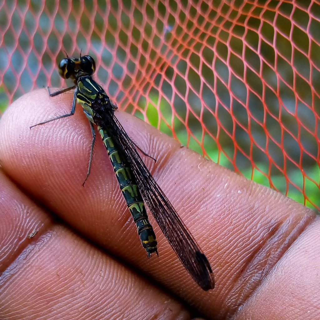 Kenya Jewel in December 2020 by Anthony Karani · iNaturalist