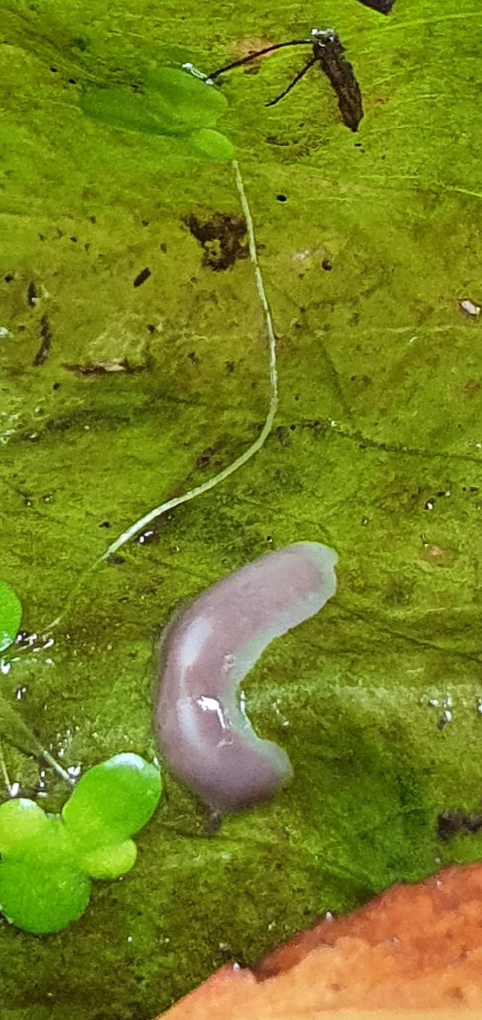 Dendrocoelidae