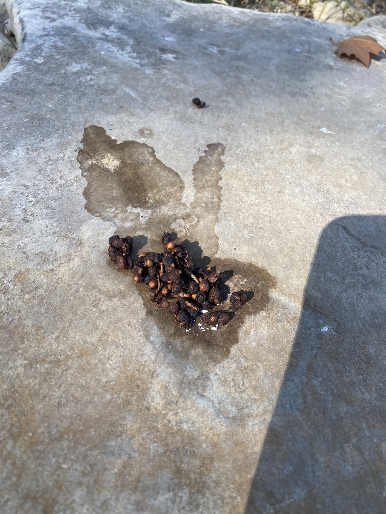 Mammals from Dinosaur Valley State Park, Glen Rose, TX, US on July 24 ...