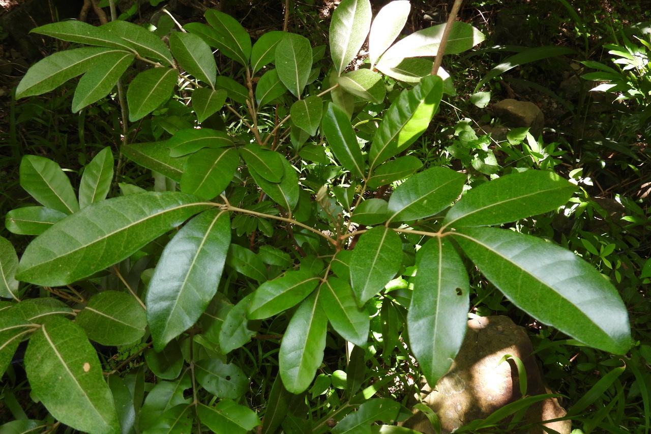 Aglaia formosana (Hayata) Hayata