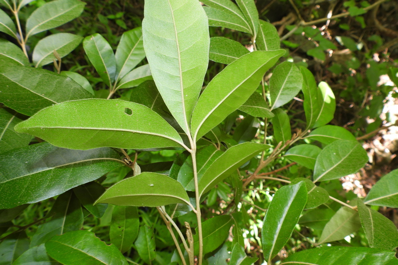 Aglaia formosana (Hayata) Hayata