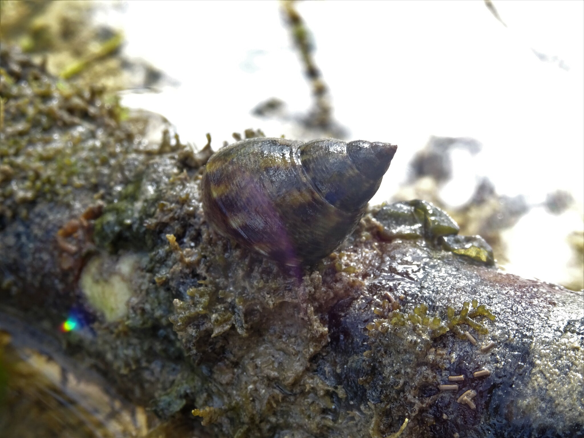 Littoraria scabra (Linnaeus, 1758)