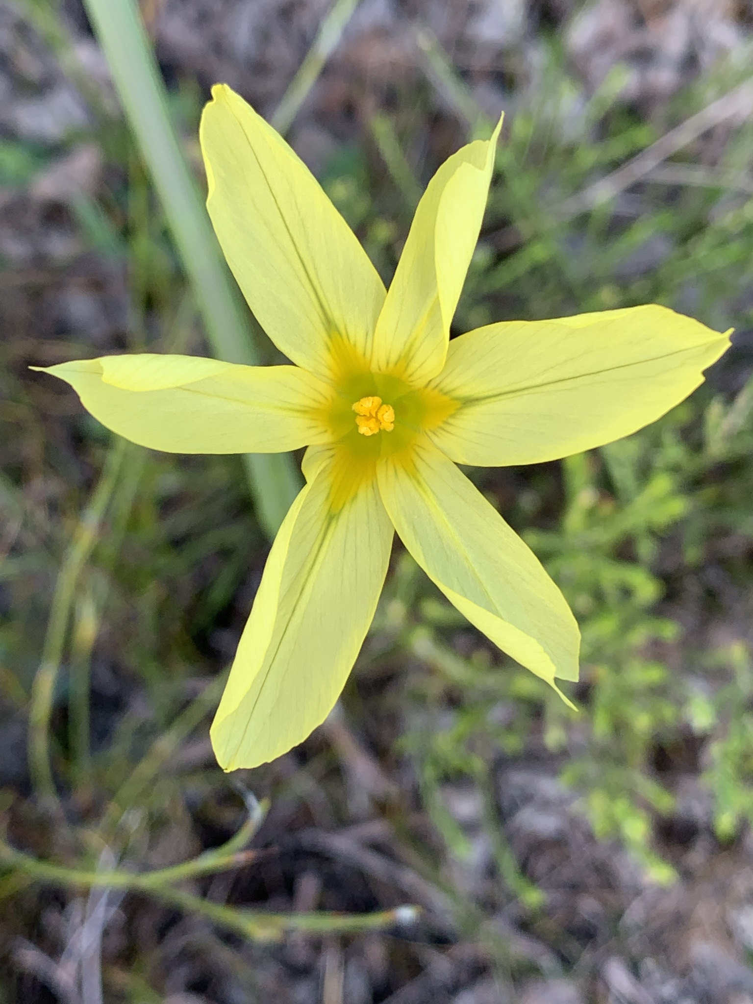 Moraea collina Thunb.