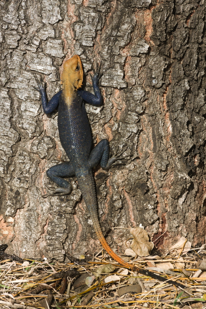Rainbow Agama from Saint-Denis, 97400, La Réunion on July 26, 2022 at ...