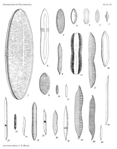 Nitzschia tryblionella · iNaturalist