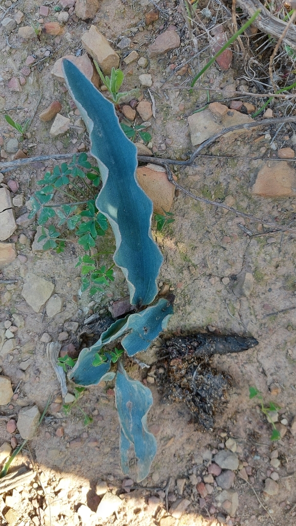 Assegaai Woolseed from Cape Farms, Cape Town, South Africa on July 26 ...