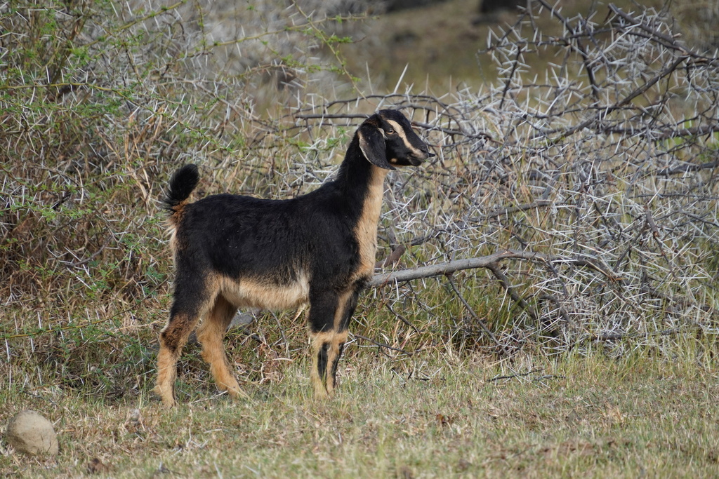 Domestic Goat from Piments-Baie Topaze, Maurice on July 13, 2022 at 03: ...