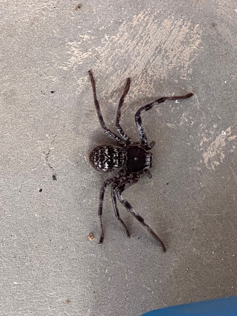 Northern Banded Huntsman from Laura QLD 4892, Australia on June 23 ...