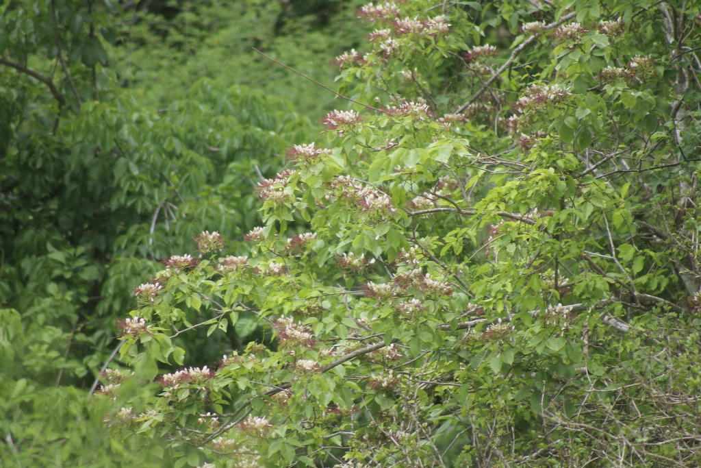 Crateva tapia from San Blas, Nay., México on July 17, 2022 at 01:49 PM ...