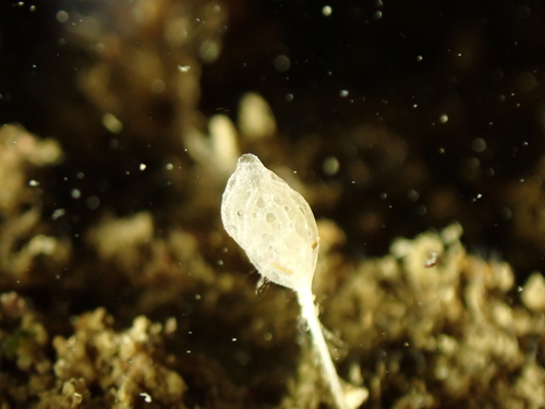 Clathrina blanca · iNaturalist