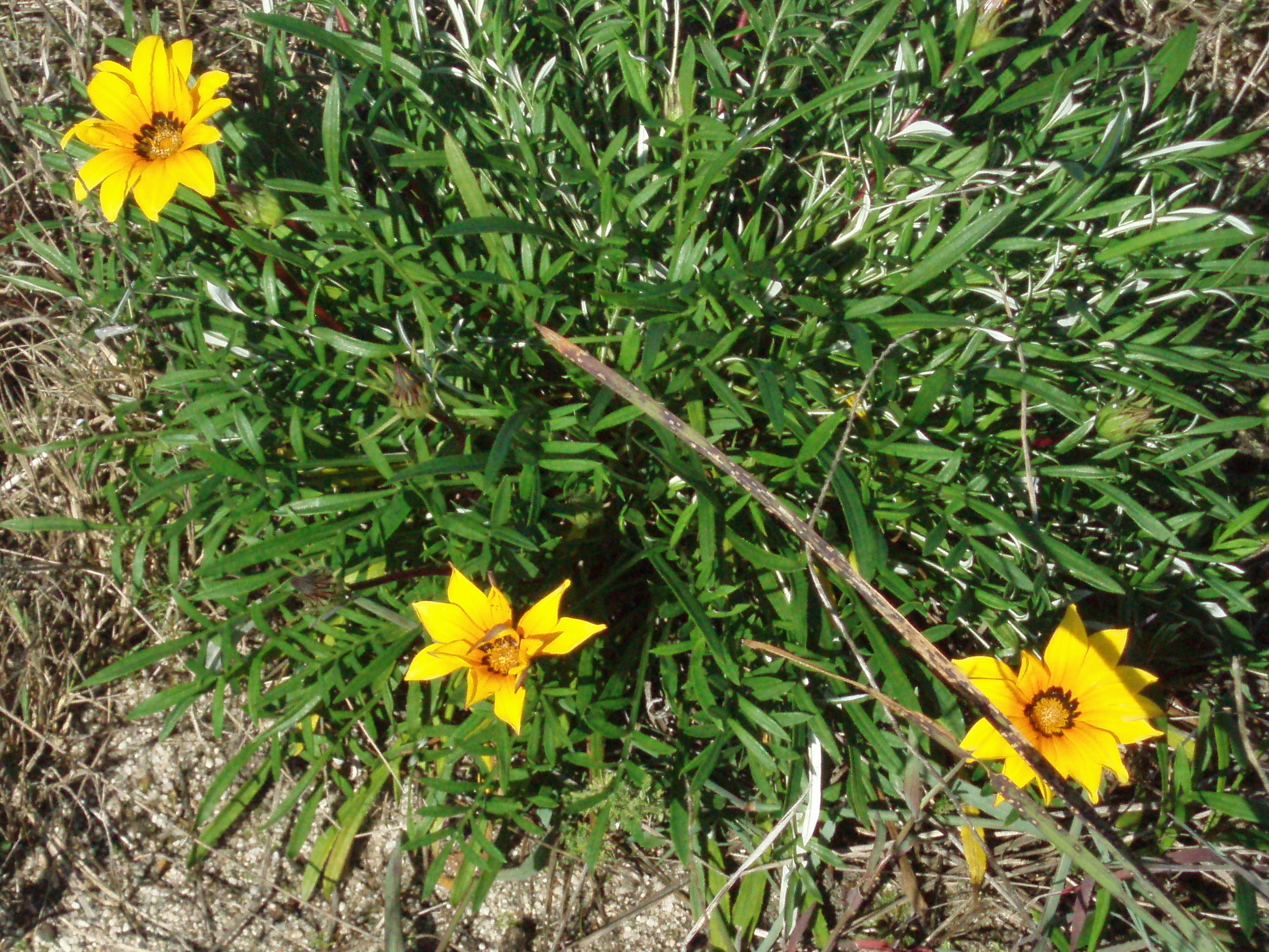 Gazania pectinata (Thunb.) Hartw.