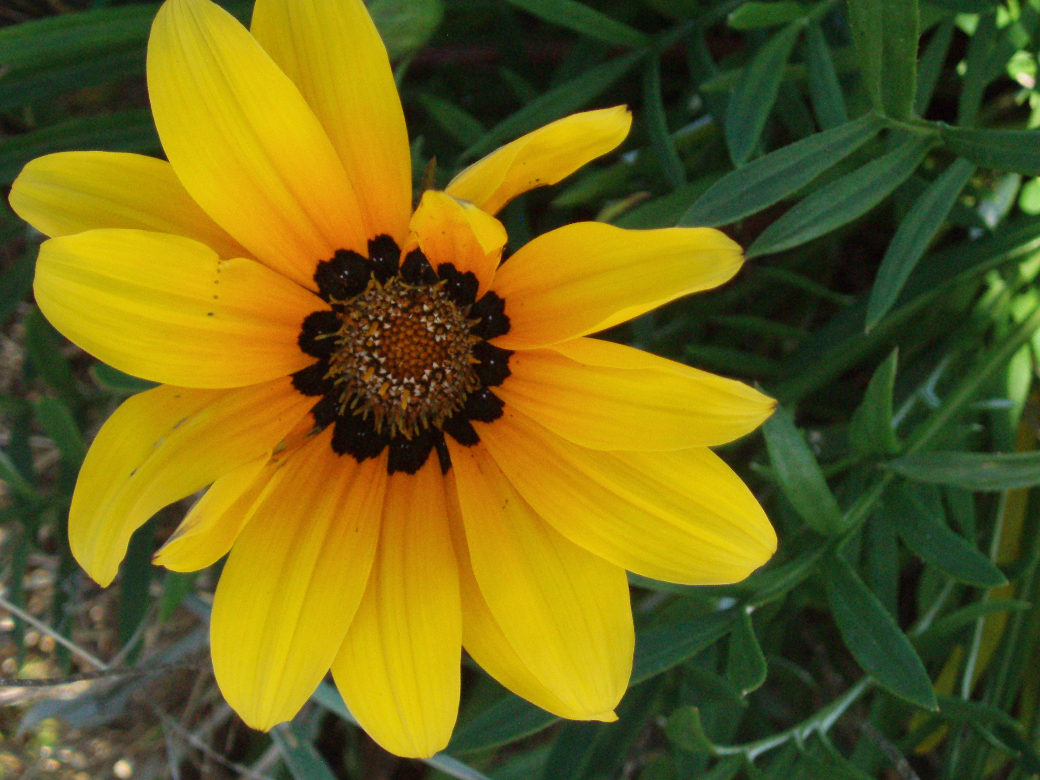 Gazania pectinata (Thunb.) Hartw.