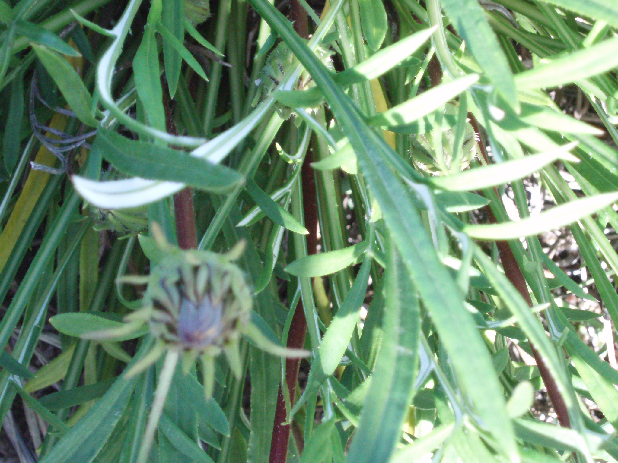 Gazania pectinata (Thunb.) Hartw.