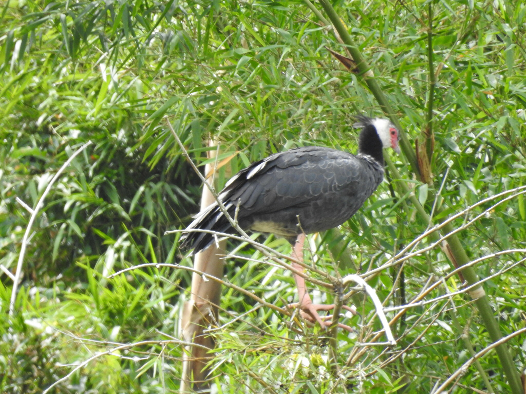 Chauna chavaria (Linnaeus, 1766)