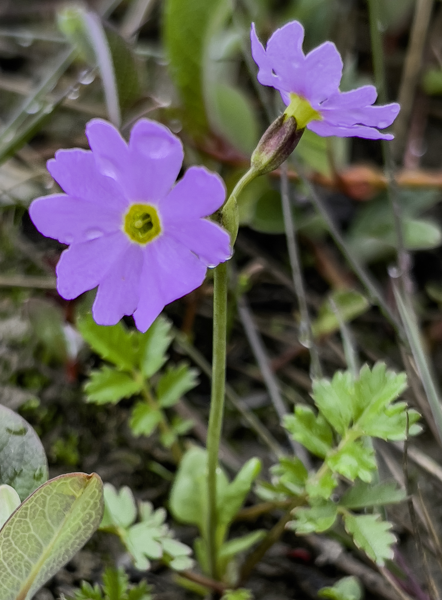Primula nutans Georgi