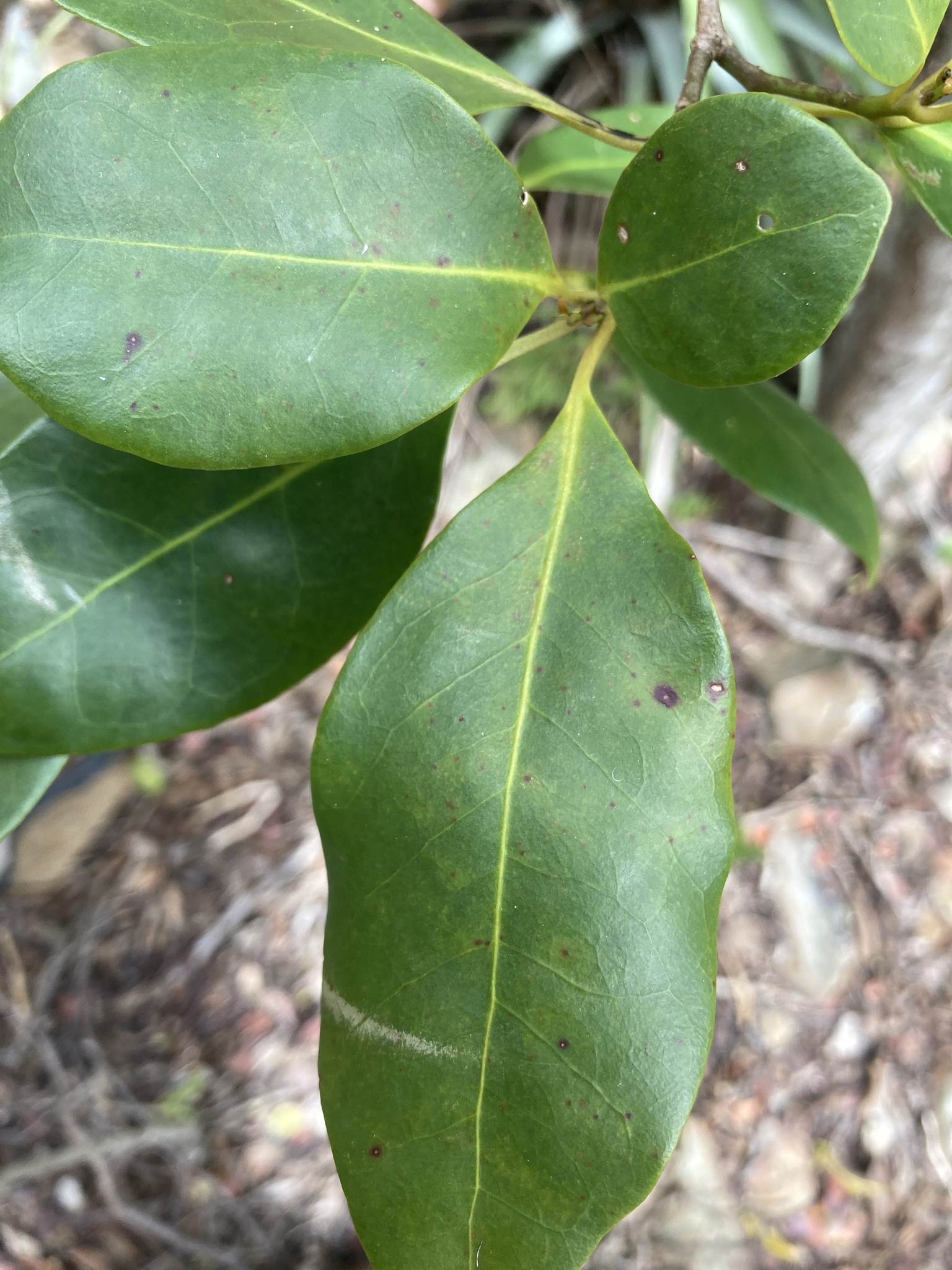 Guapira fragrans (Dum.Cours.) Little