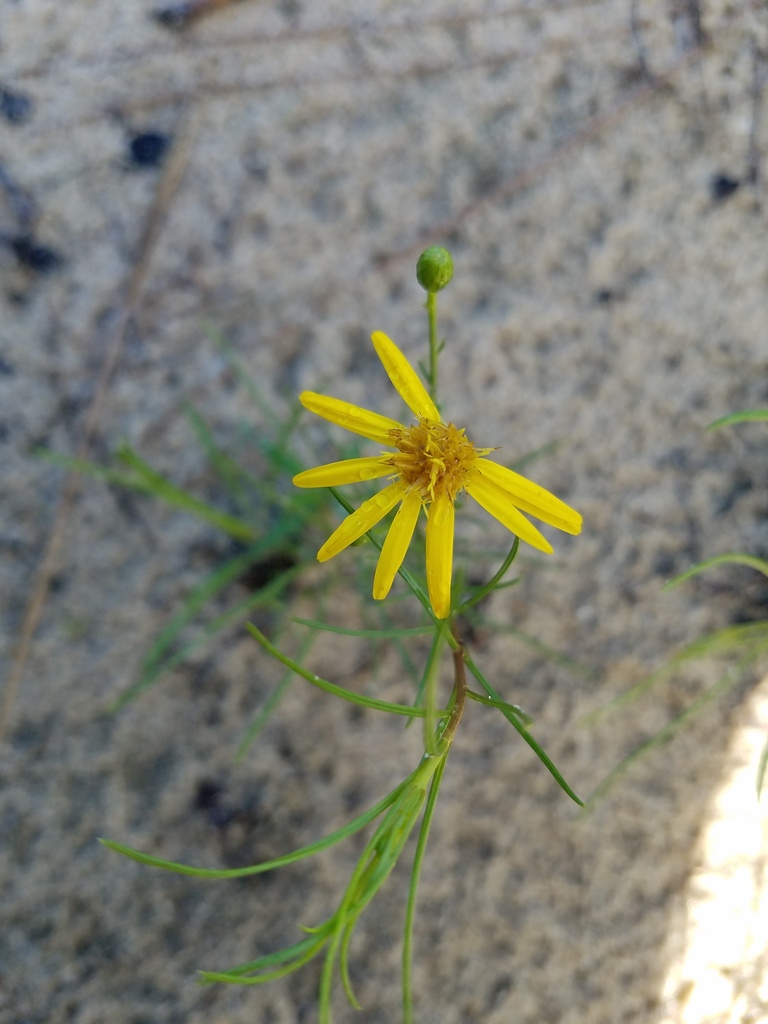 sandhill golden aster from Sandhills WMA, Taylor County, GA, US on July ...