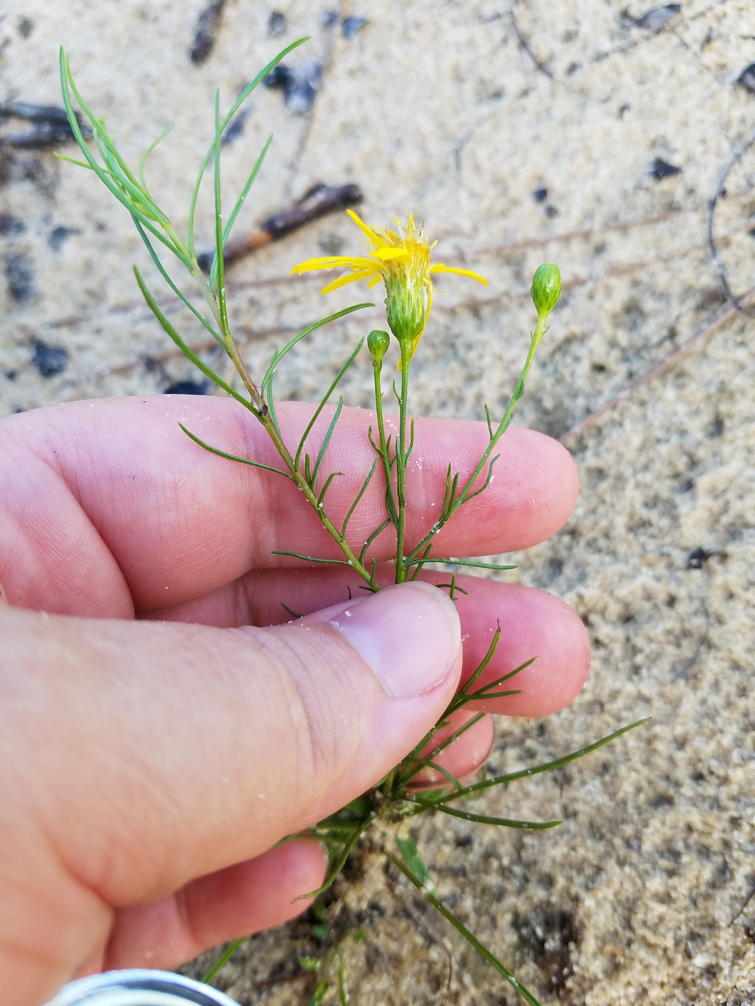 Pityopsis pinifolia (Elliott) Nutt.