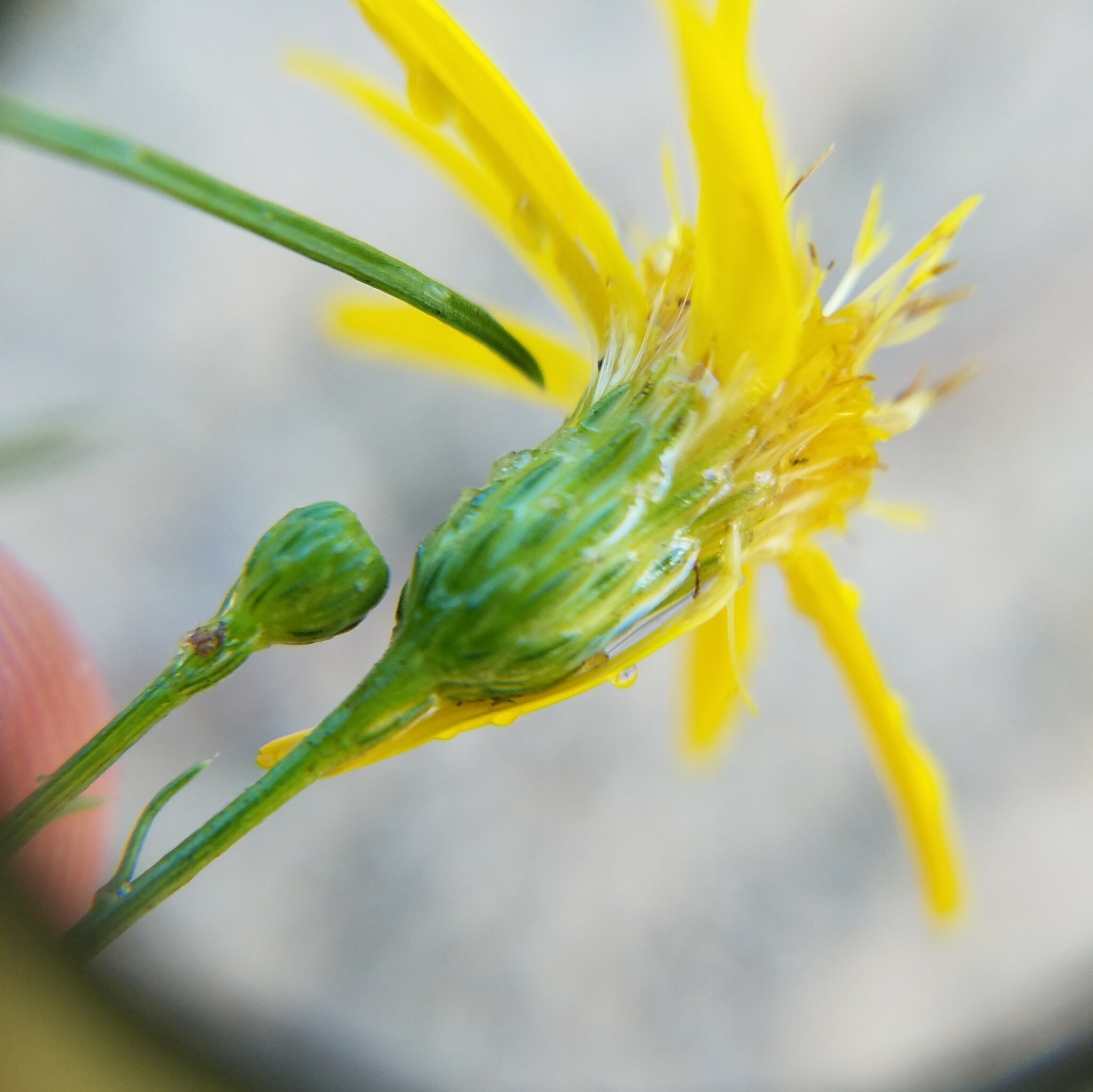 Pityopsis pinifolia (Elliott) Nutt.