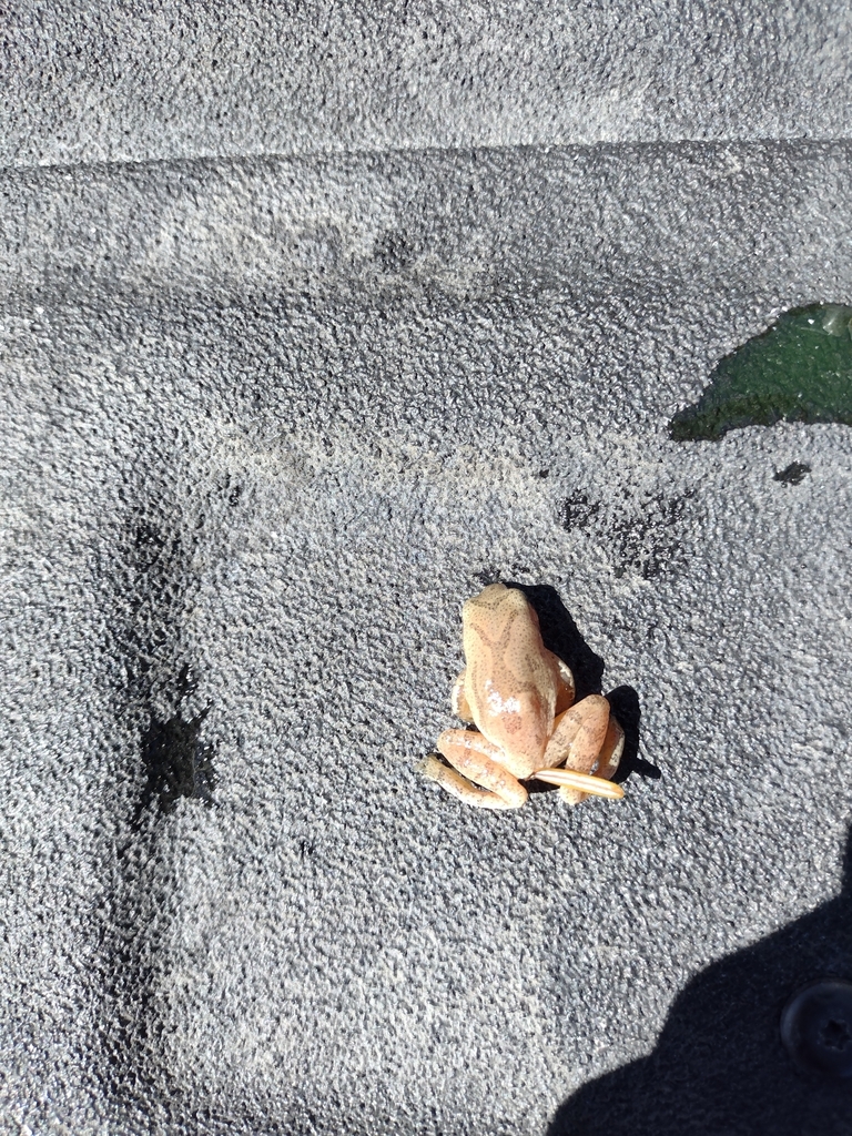 Spring Peeper from Washington County, US-ME, US on July 26, 2022 at 10: ...