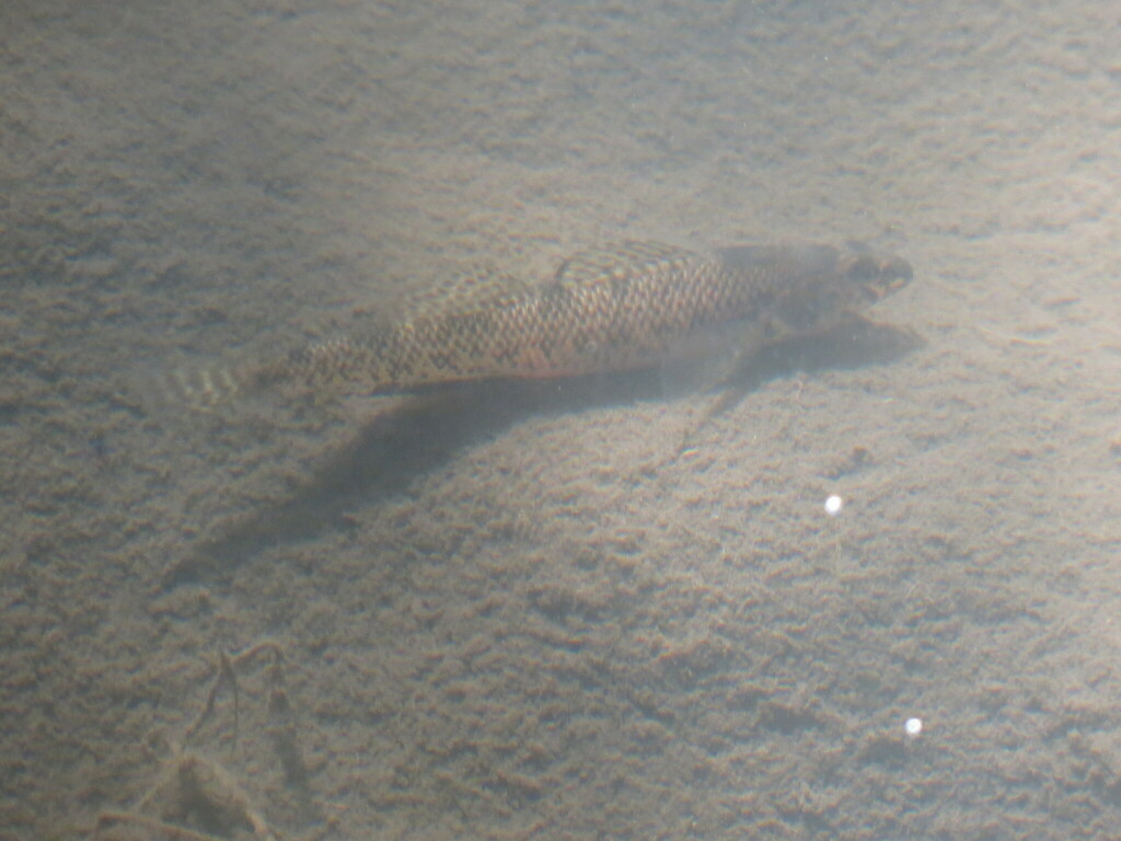 Johnny Darter from Rockford, IL, USA on July 26, 2022 at 08:24 AM by ...