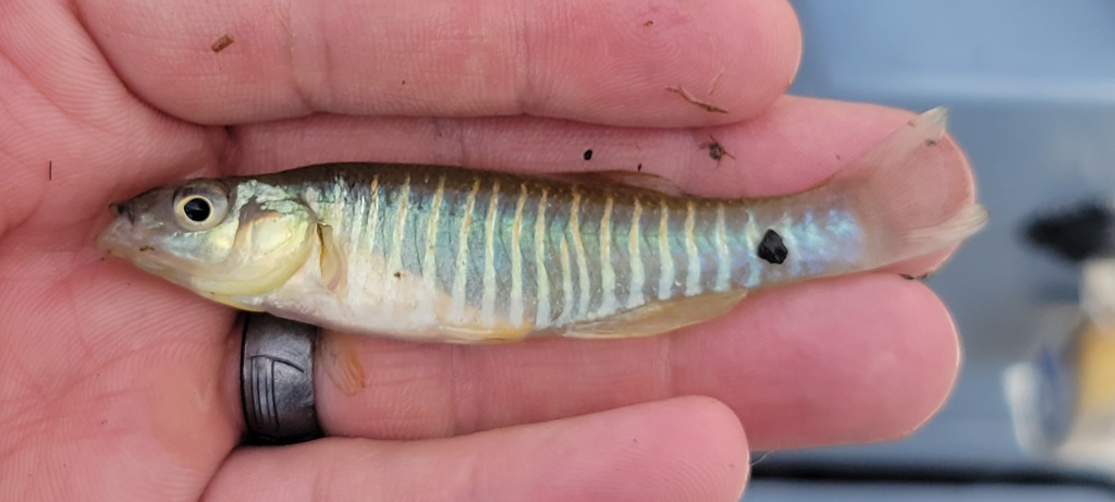 banded killifish from Edgewater, MD 21037, USA on July 25, 2022 at 09: ...