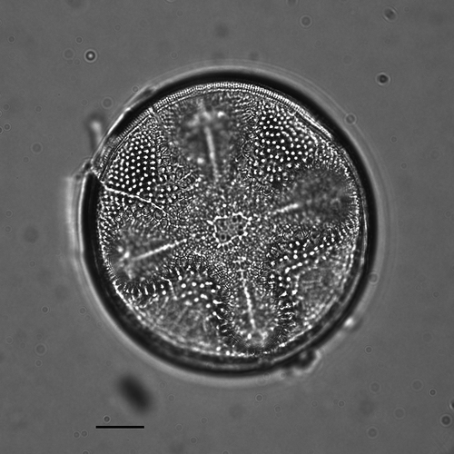 Genus Aulacodiscus · iNaturalist
