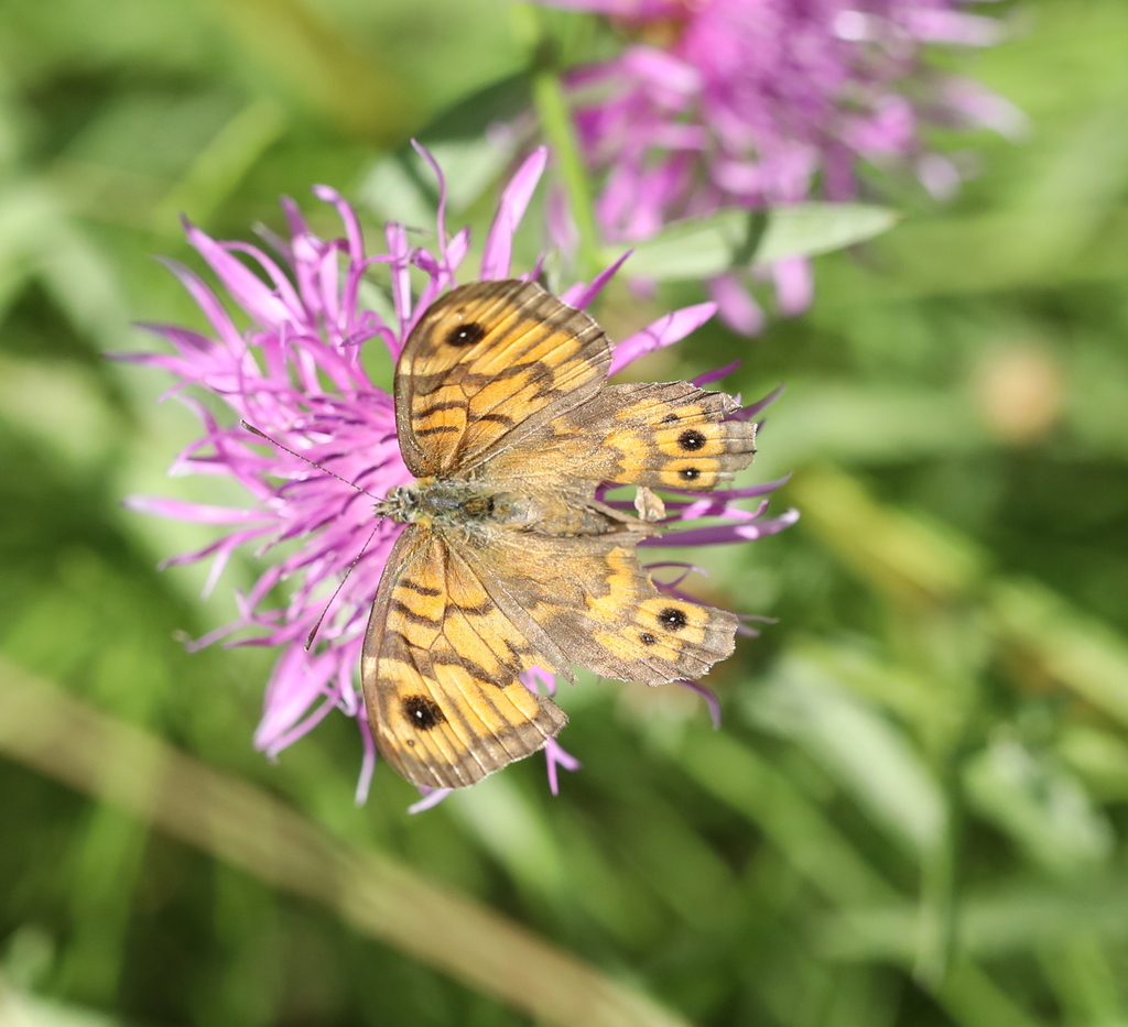 Wall Brown from Gonfreville-l'Orcher, France on July 26, 2022 at 06:19 ...