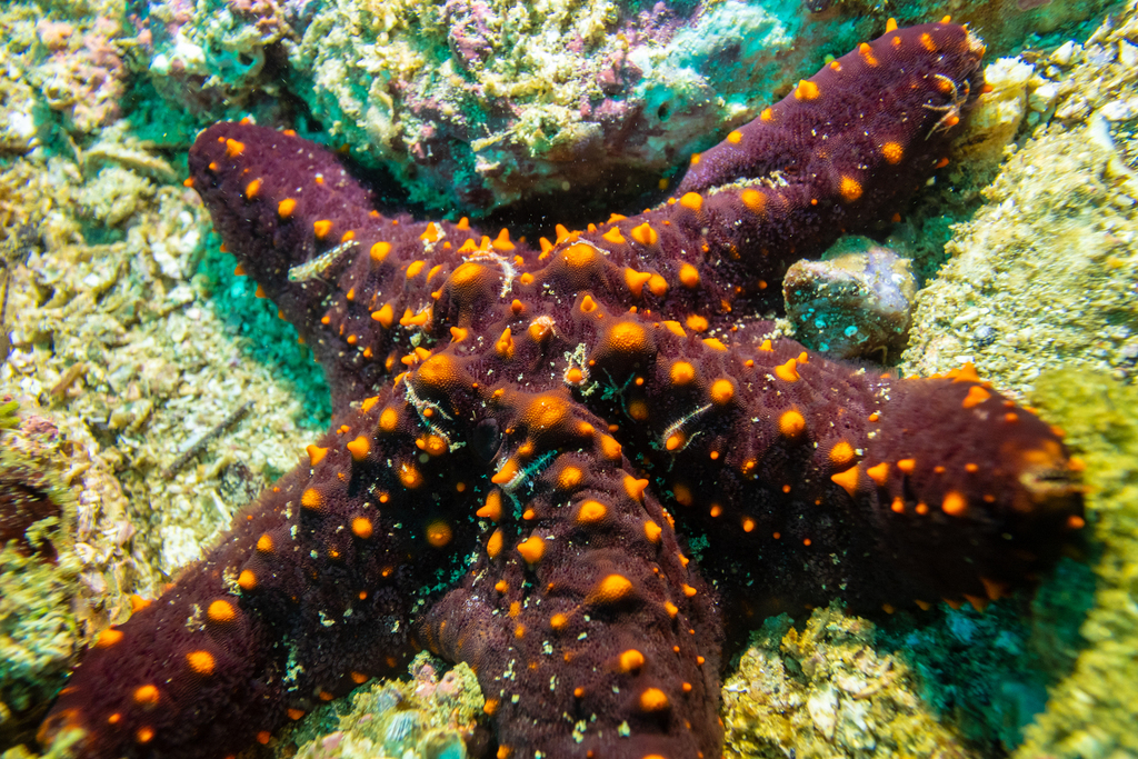 Panamic Cushion Star from Puerto Vallarta, MX-JA, MX on July 23, 2022 ...