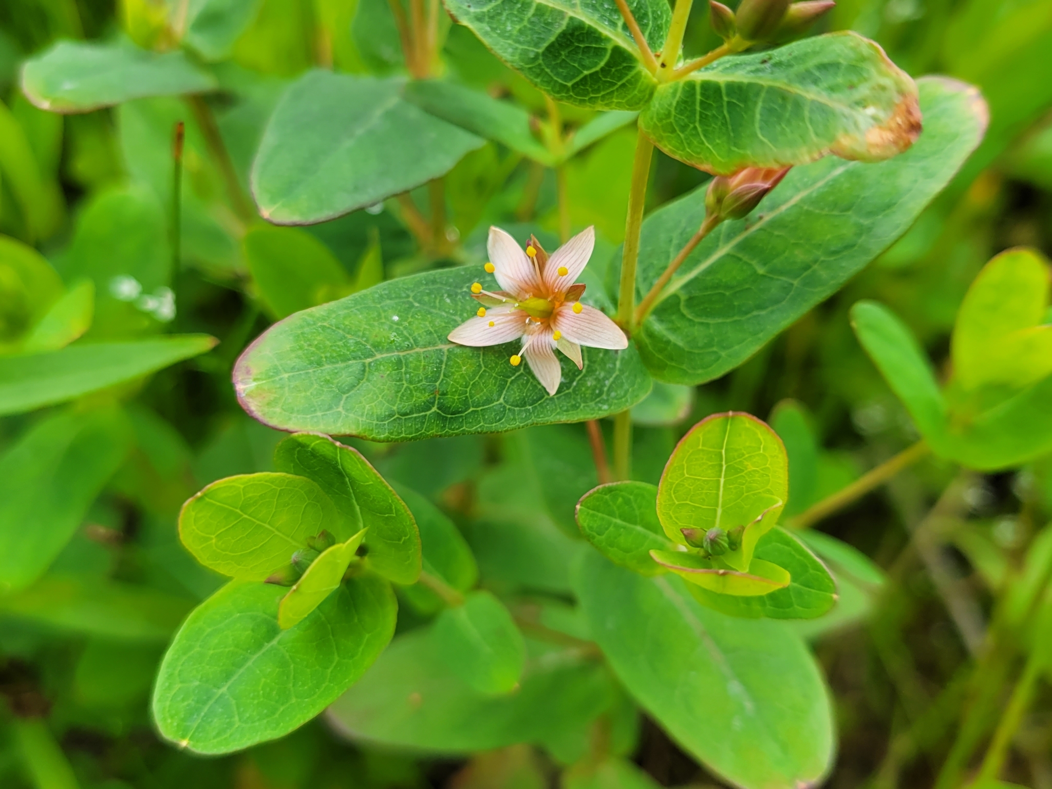 Hypericum virginicum L.