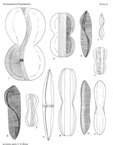 (Tropidoneis lepidoptera)