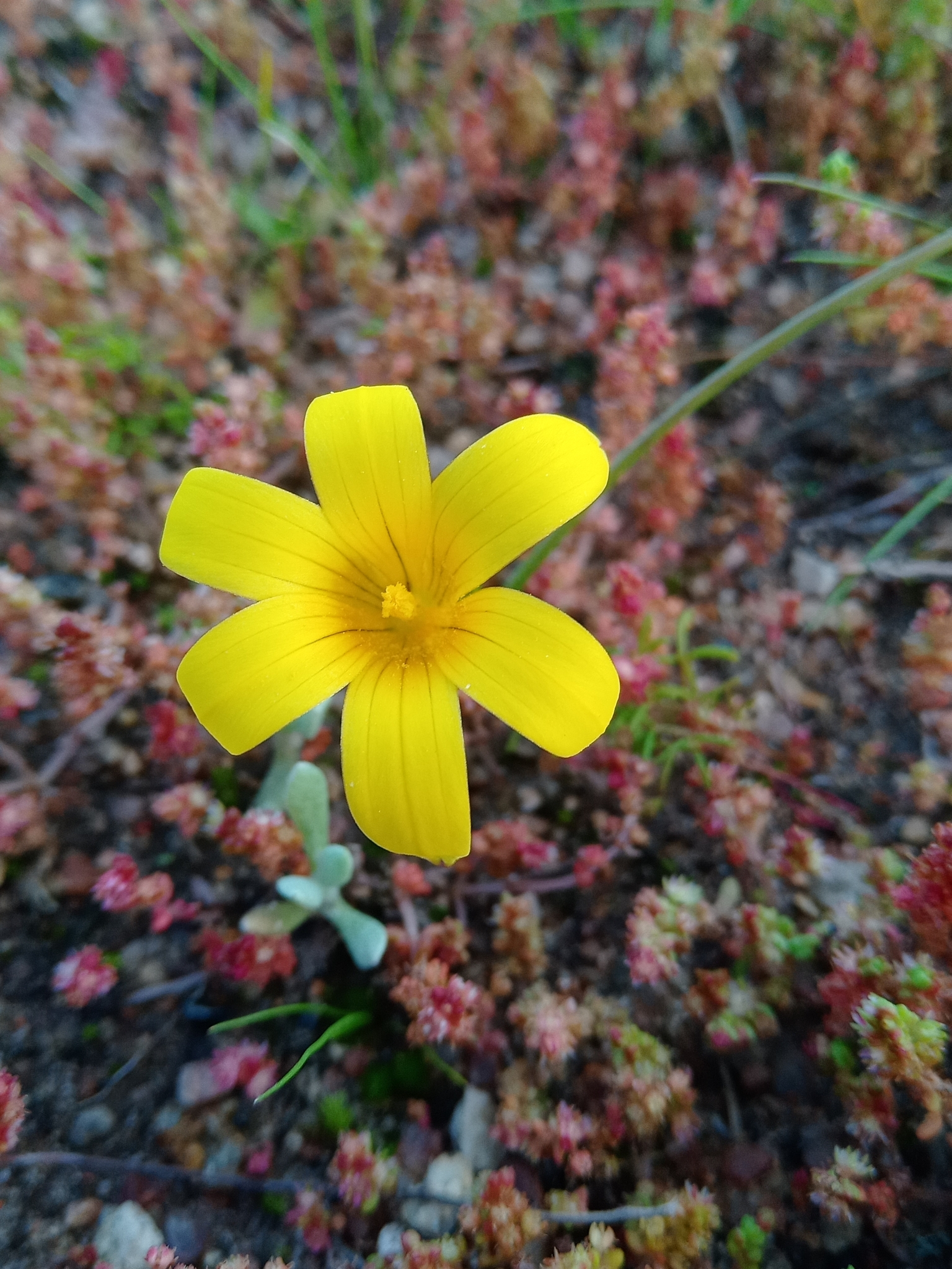 Romulea flava (Lam.) M.P.de Vos