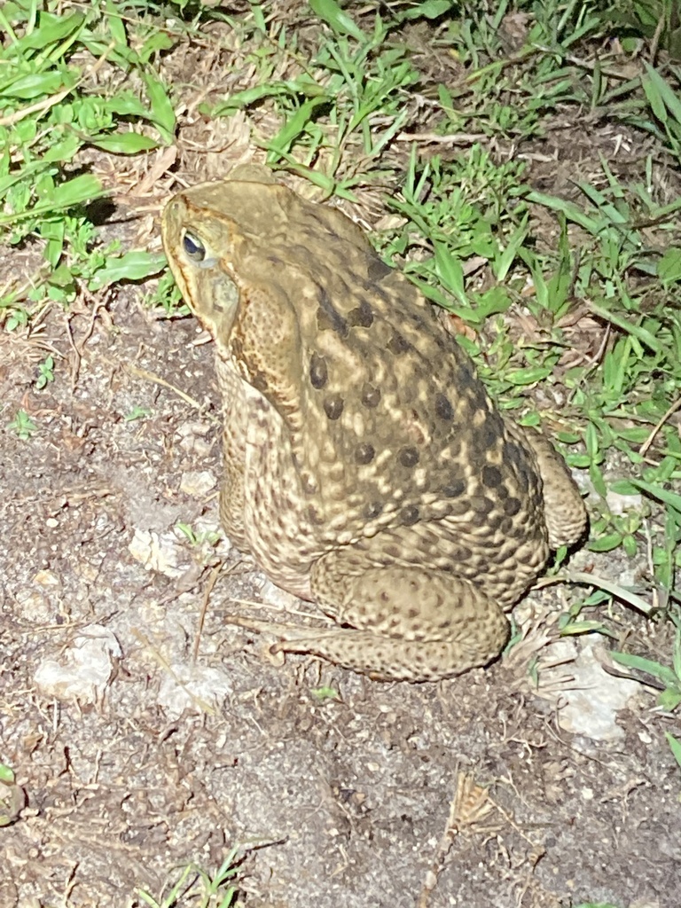 Cane Toad from Everglades National Park, Homestead, FL, US on July 18 ...
