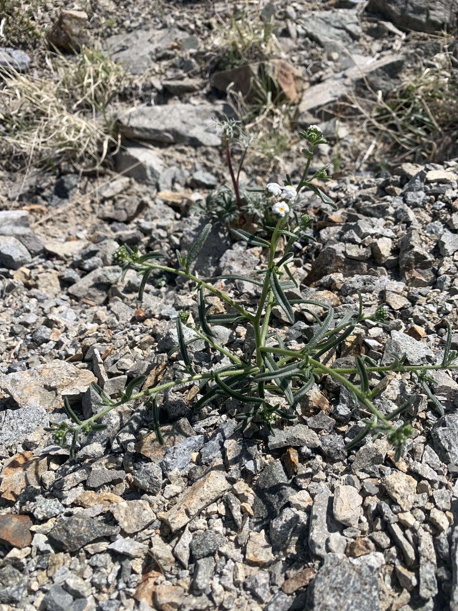 Cryptantha utahensis (A.Gray) Greene