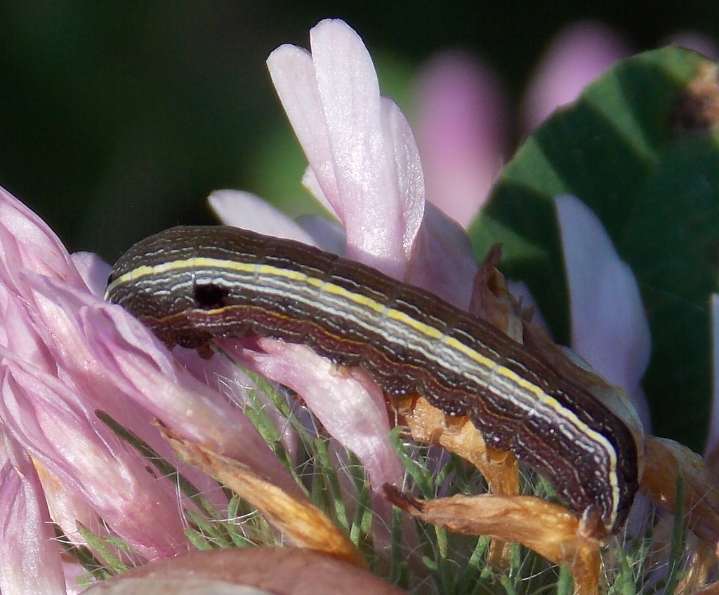 Yellow-striped Armyworm Moth (Mariposas Noctuidae ocorrentes no Rio ...