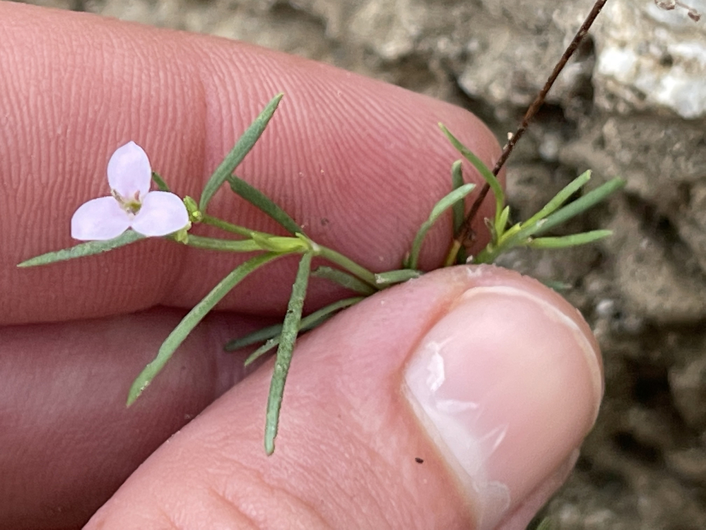 Cape Star-Violet in July 2022 by Glenn Ehrenberg · iNaturalist