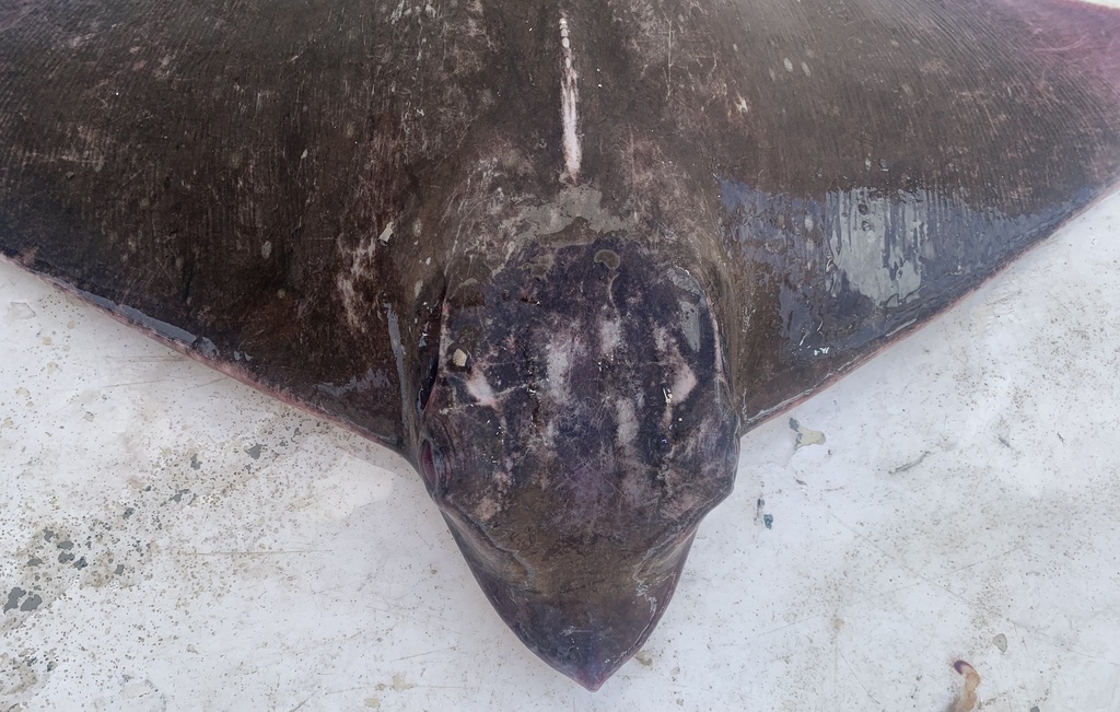 Bullnose Eagle Ray from Gulf of Mexico on July 25, 2022 at 04:39 PM by ...