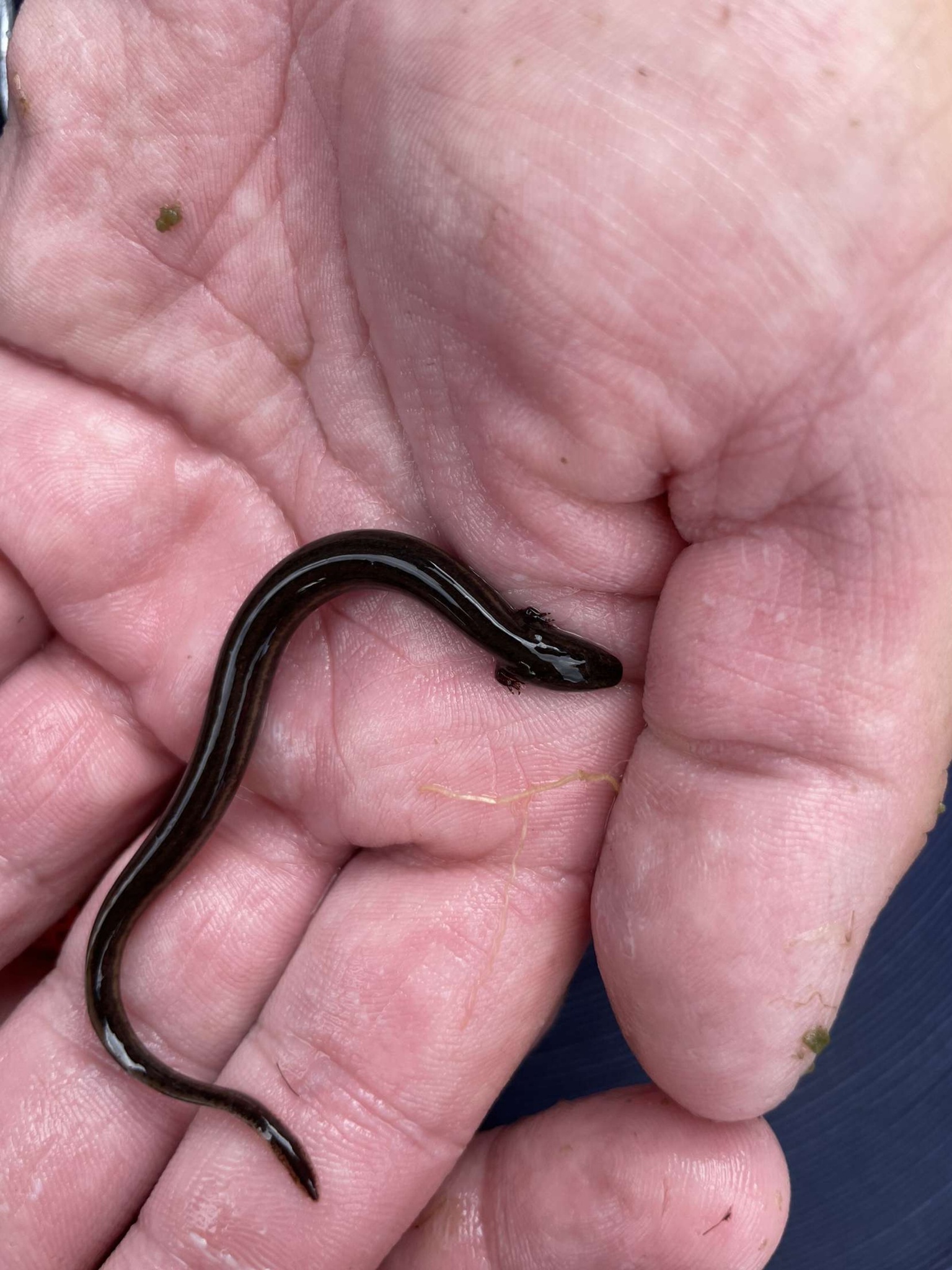 Pseudobranchus axanthus Netting & Goin, 1942